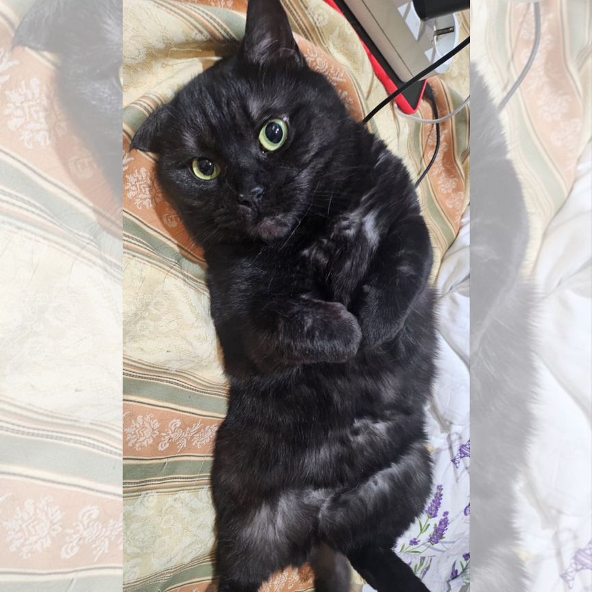 Кот