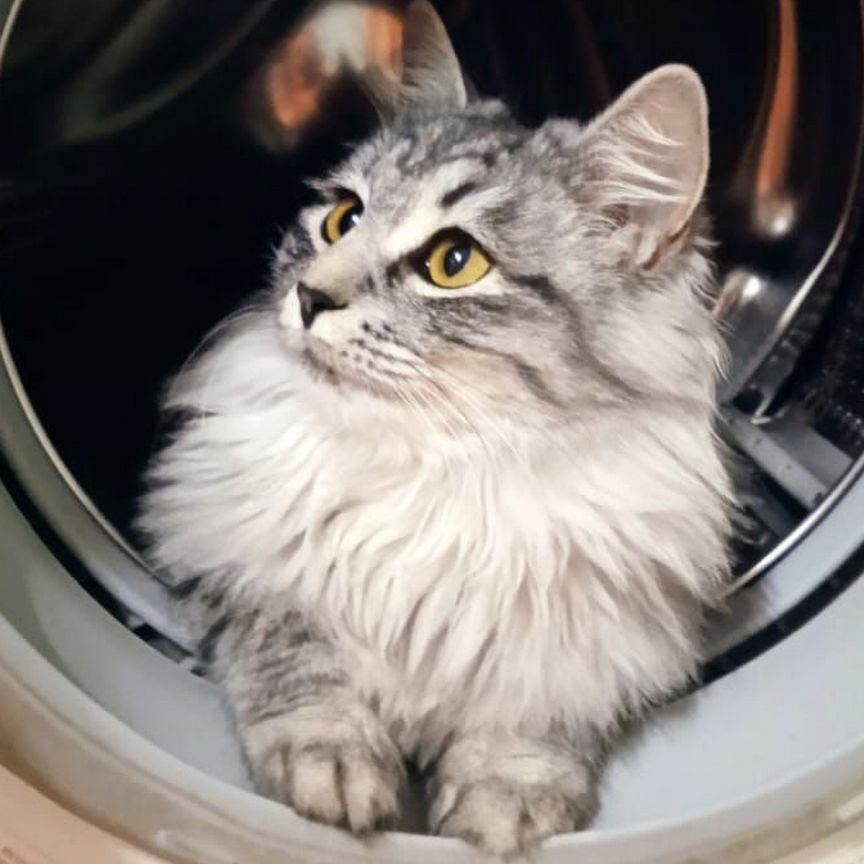 Продам кошку