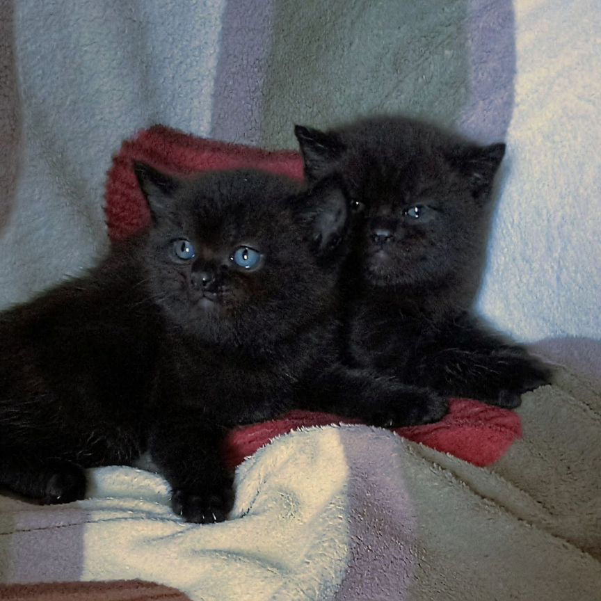 Породистые котята