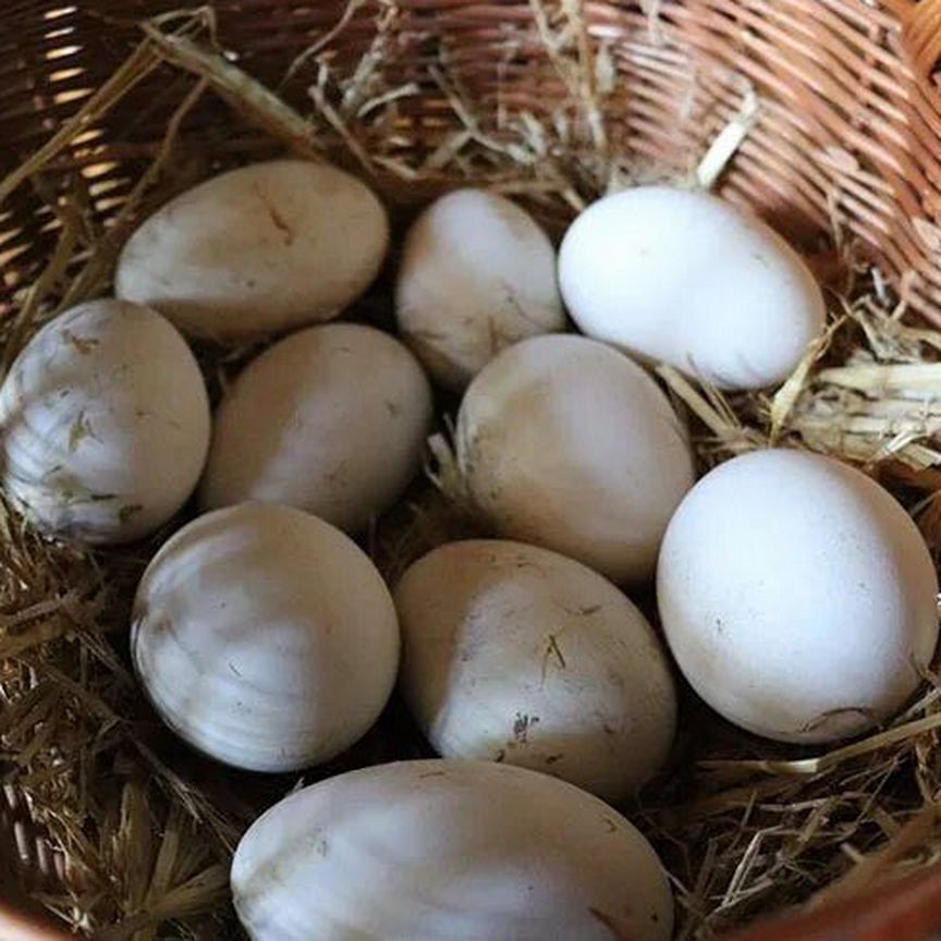 Гусиное инкубационное яйцо