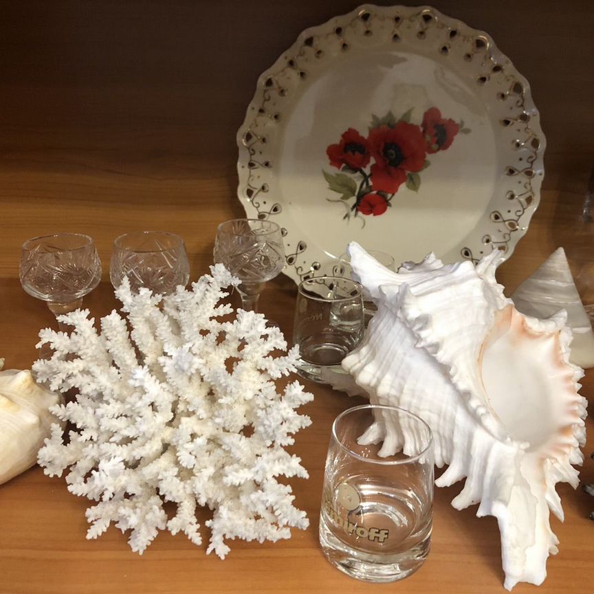 Ракушки и кораллы