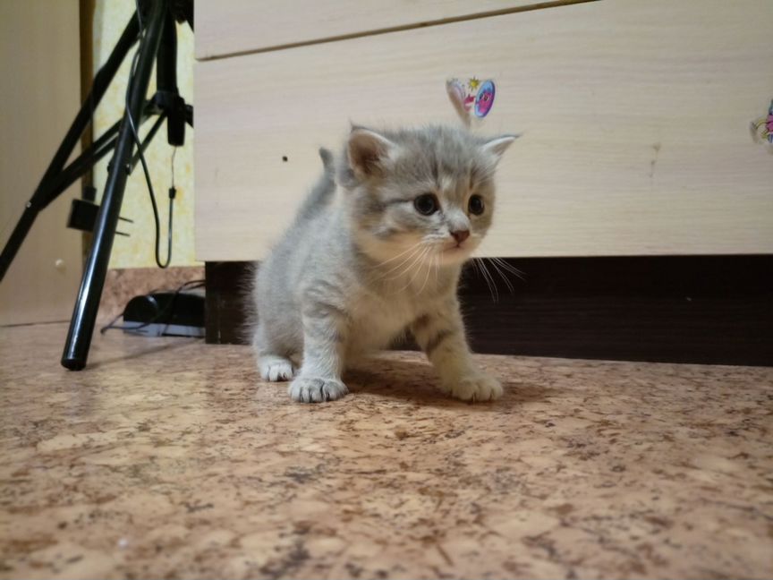 Шотландские котята