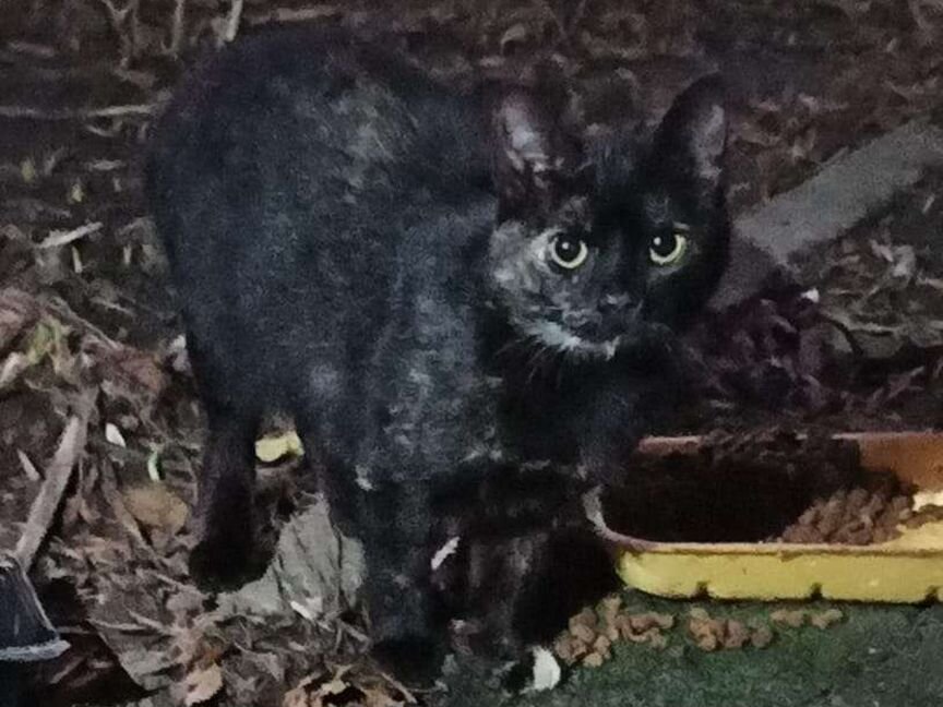 Котёнок девочка ищет дом находится в опасности