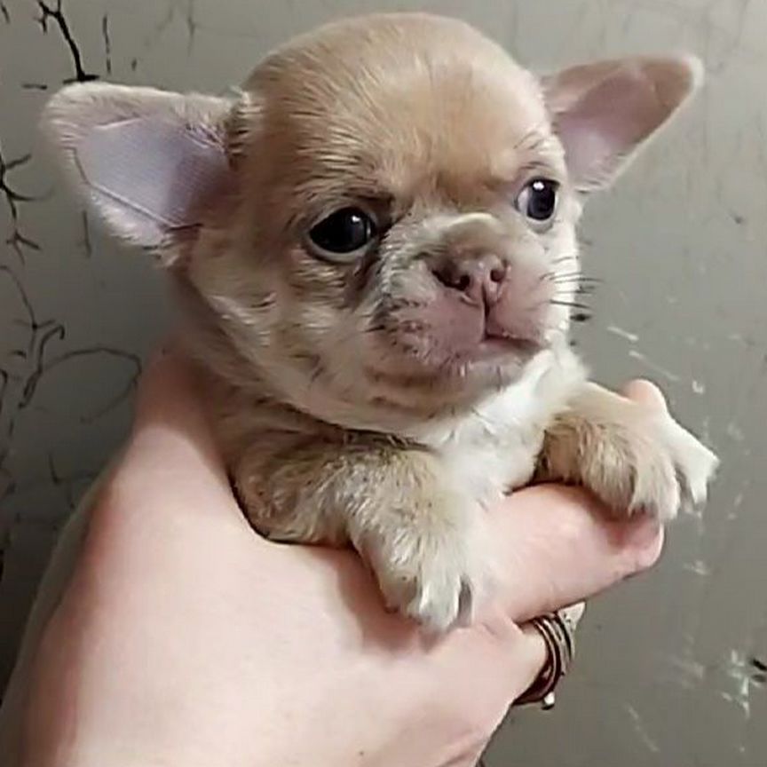 Девочка Чихуахуа