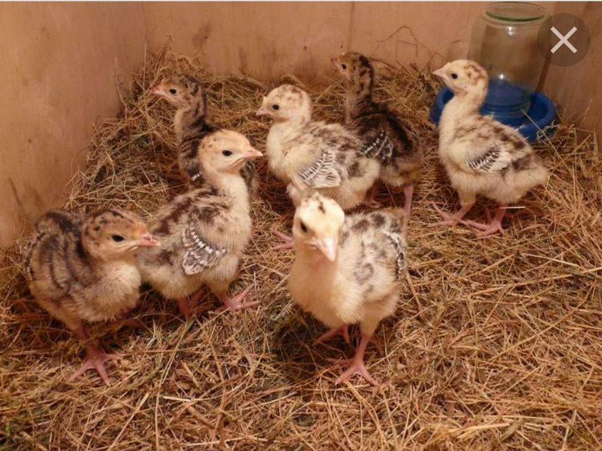 Индюшата подрошенные