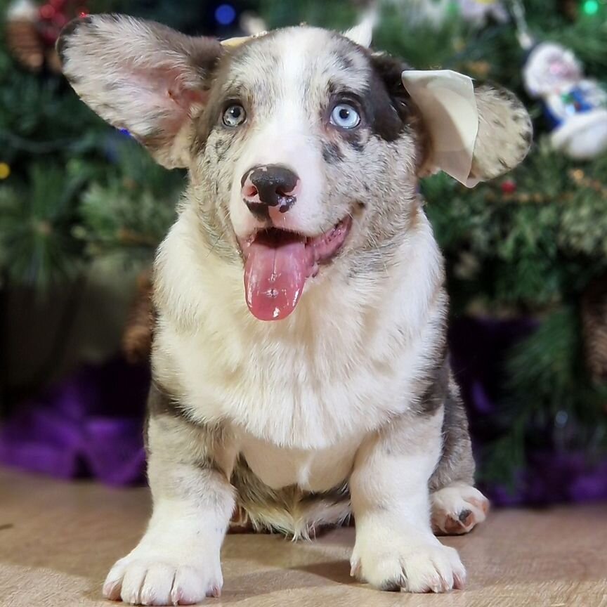 Вельш Корги Кардиган, щенок