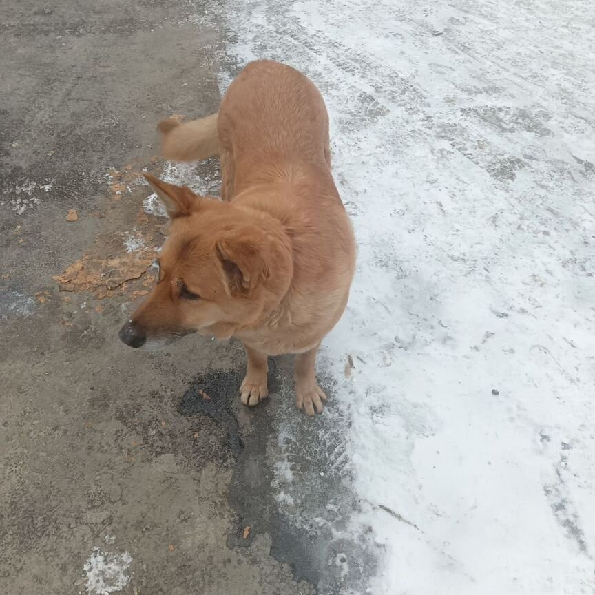 Дружелюбный пёс ищет дом