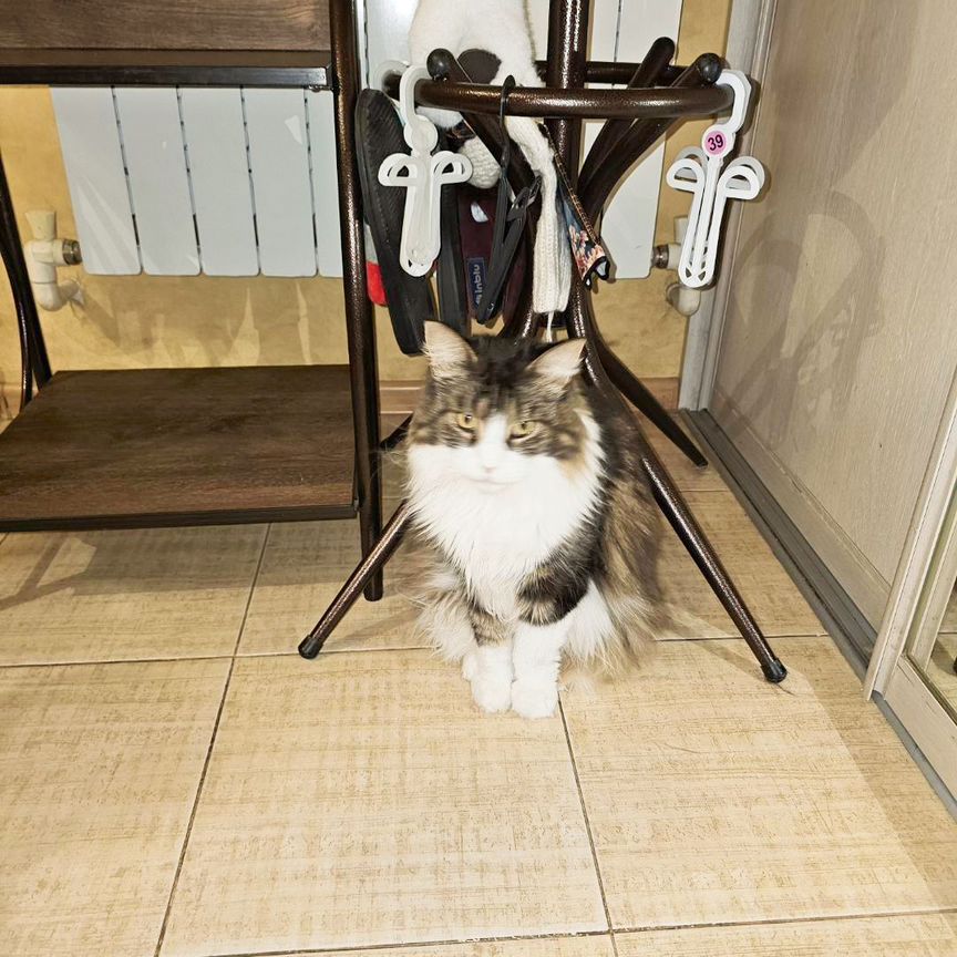 Отдам кошку в добрые руки бесплатно