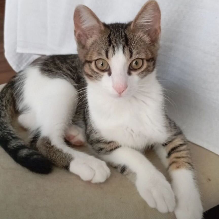 Котенок- Счастье