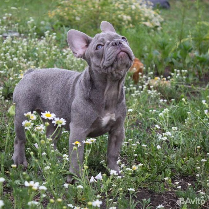 Супер бульдожки-цветные щенки
