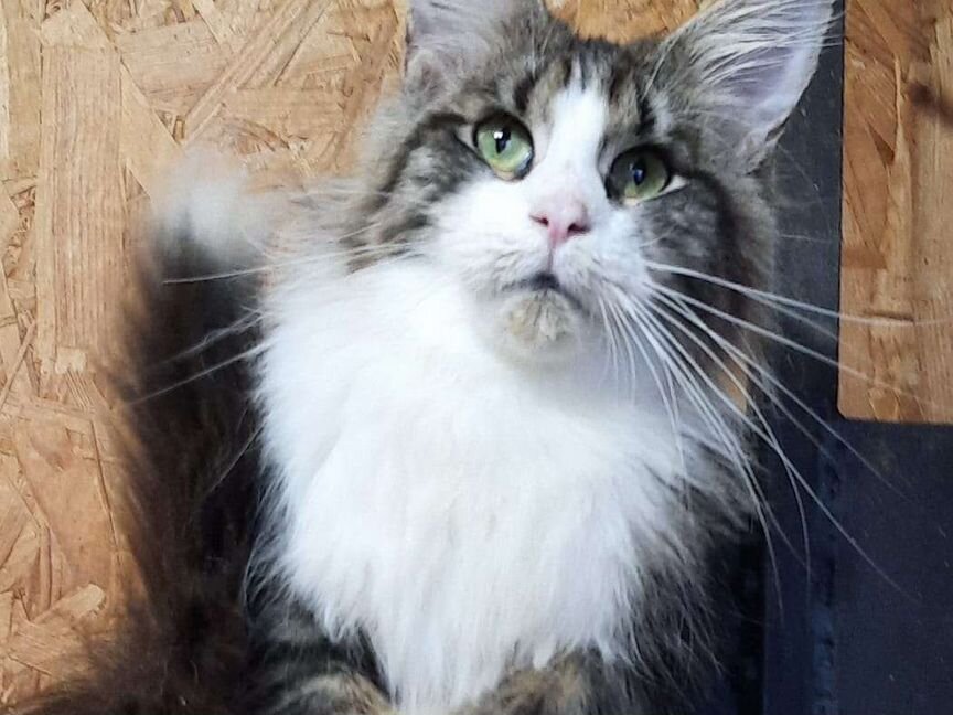 Котенок мейн-кун мальчик 5мес