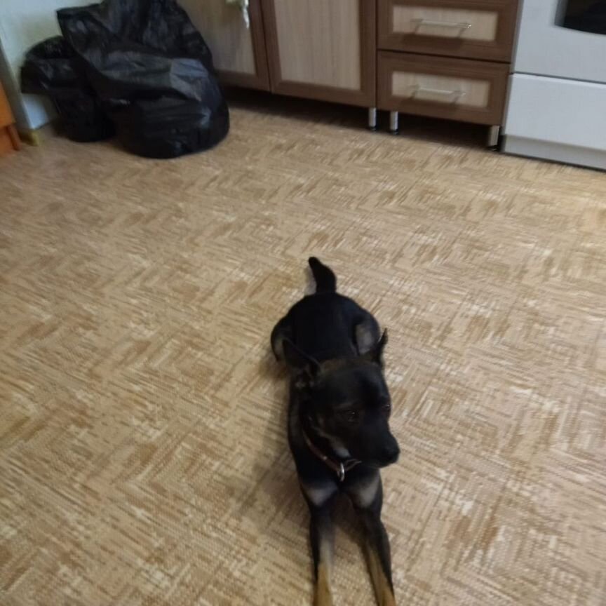 Преданный пес