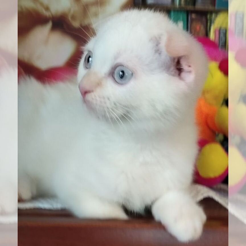 Шотландский вислоухий короткошёрстный котёнок