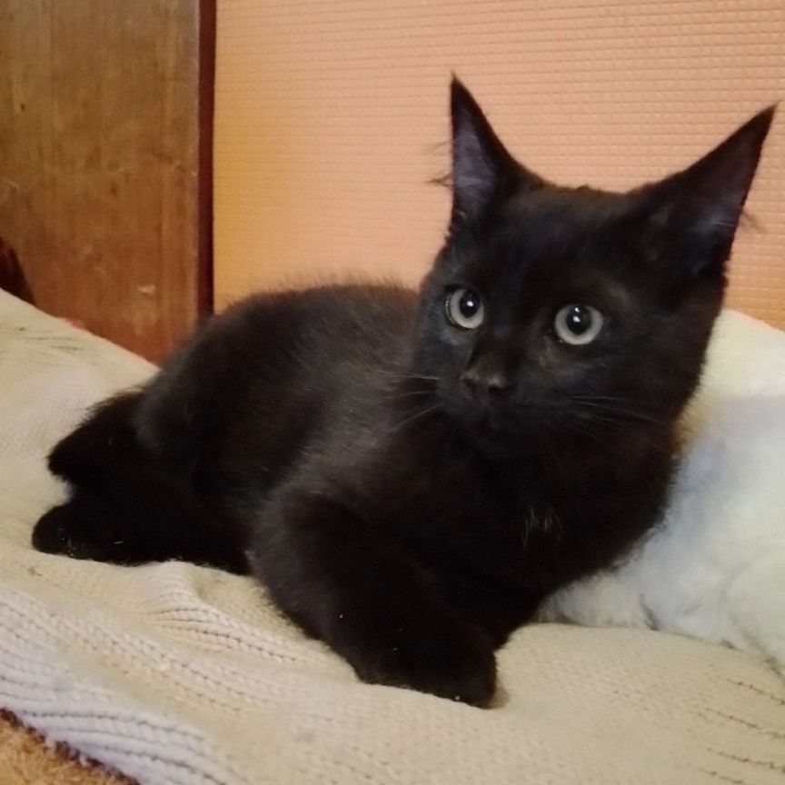 Котенок Бетмен