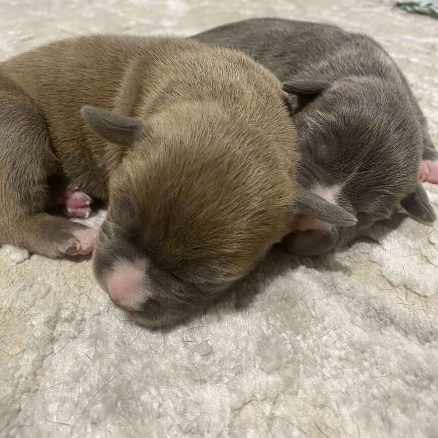 Девочки стаффа: голубой тигр и голубой с белым