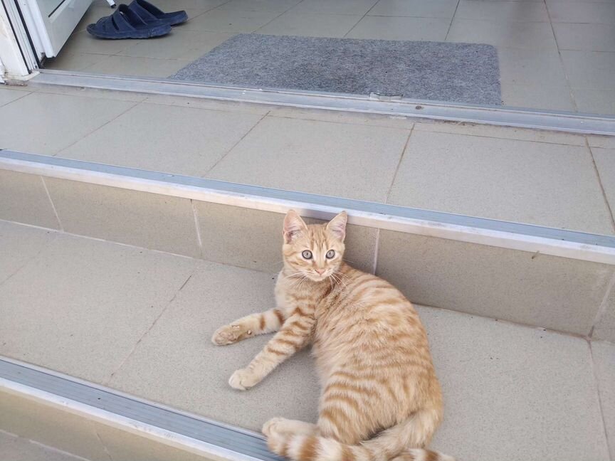 Ласковые рыжие котята ждут своих добрых хозяев