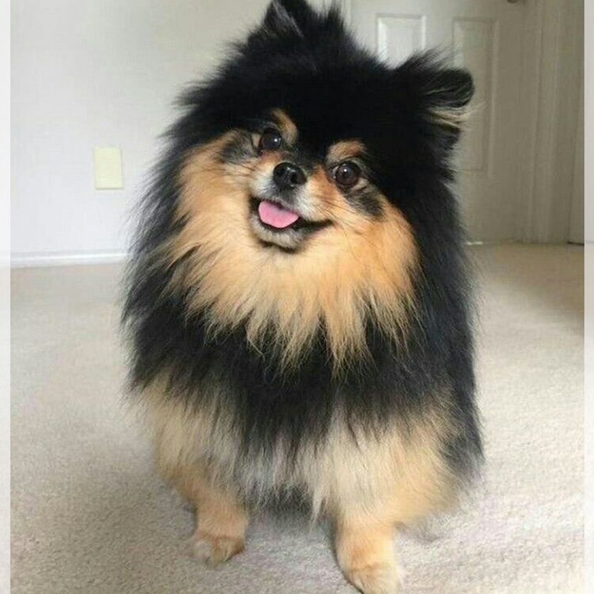 Померанский шпиц