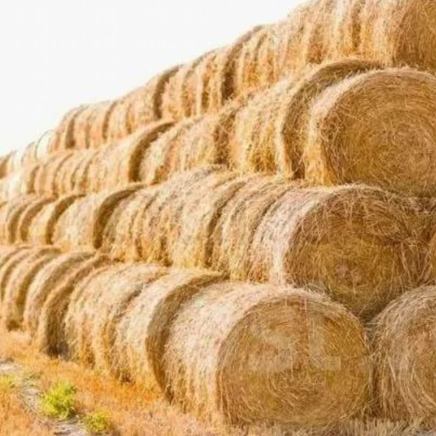 Сено в рулонах