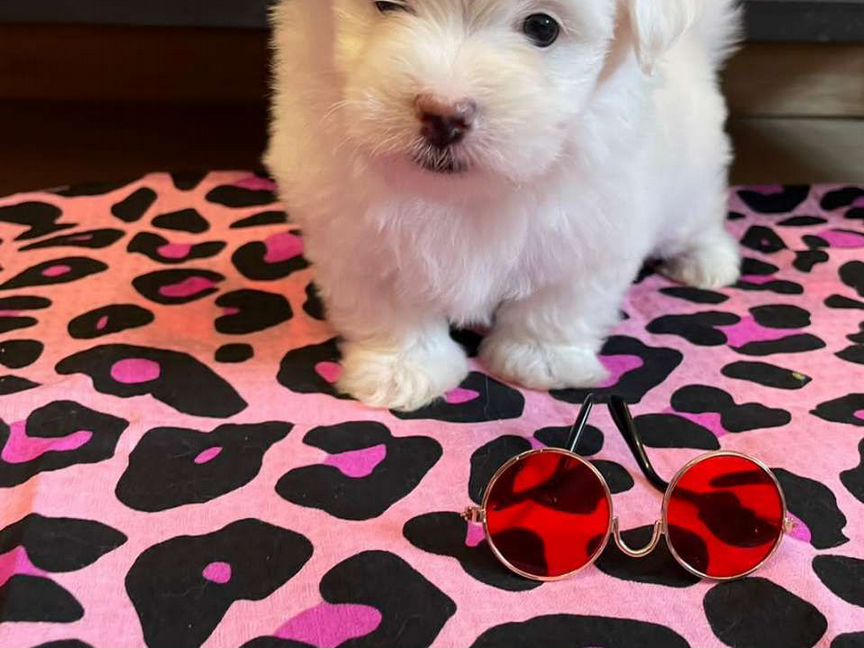 Мальтезе мальтийская болонка