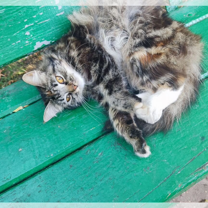 Кошечка в добрые руки