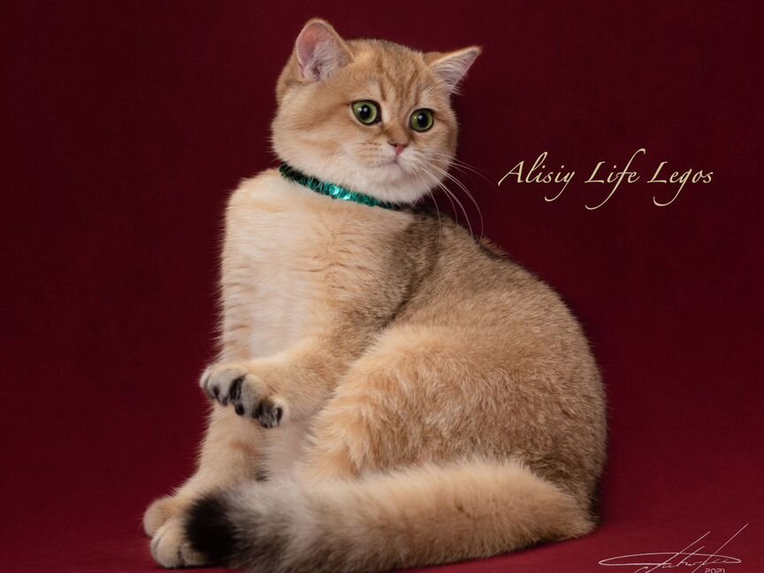 Шотландская золотая прямоухая кошка