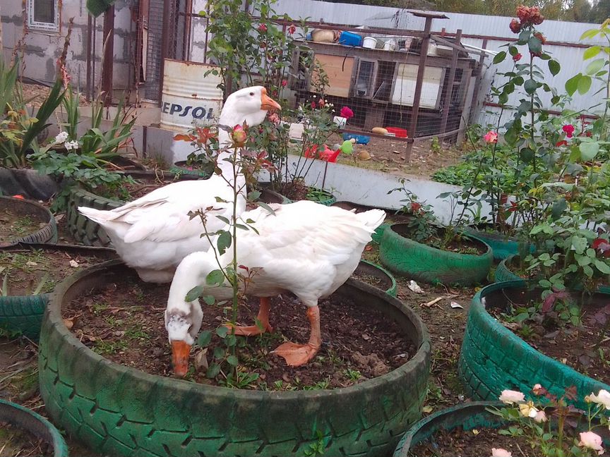 Холмогорские гуси