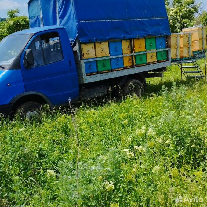 Пчелиные семьи