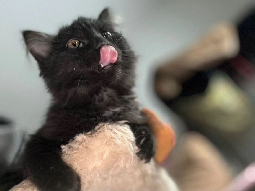 Черные котята