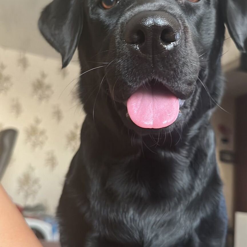 Отдам бесплатно собаку