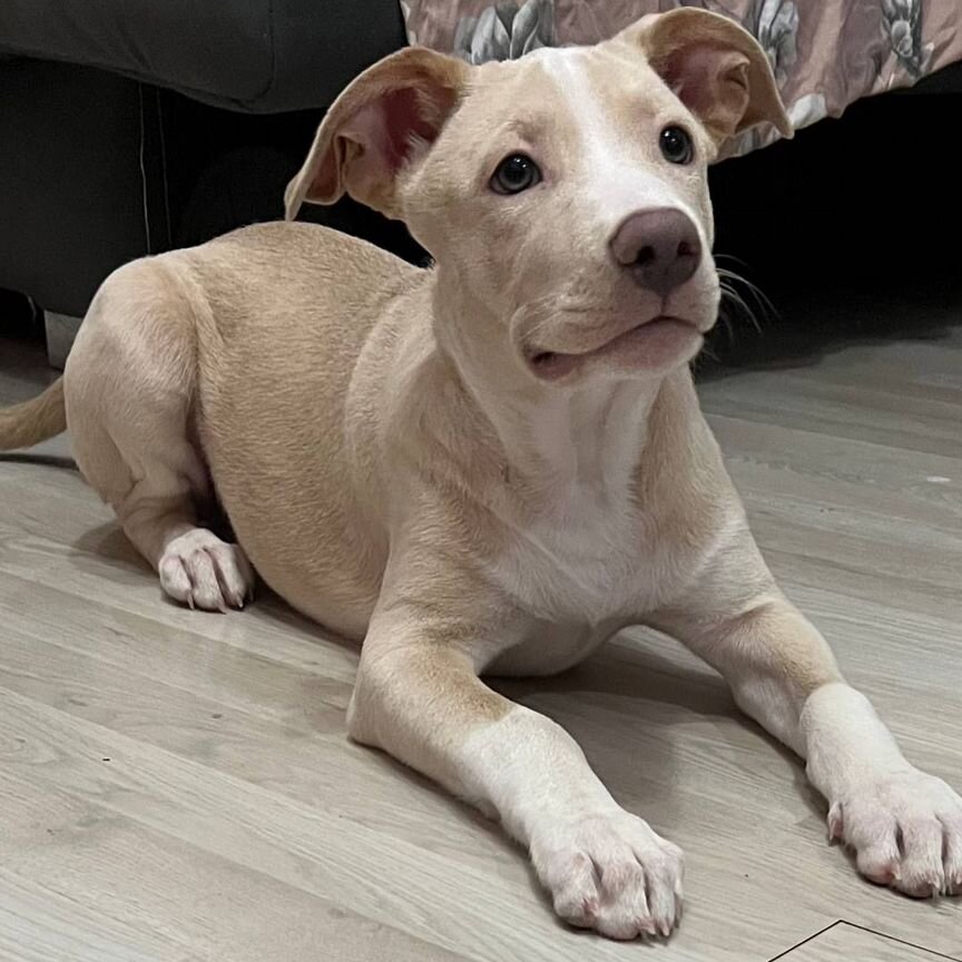 Американский стаффордширский терьер, щенок