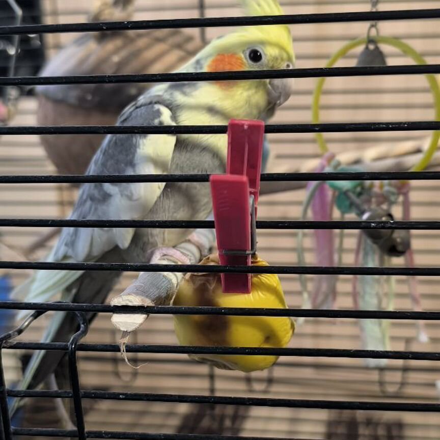Попугай корелла с клеткой