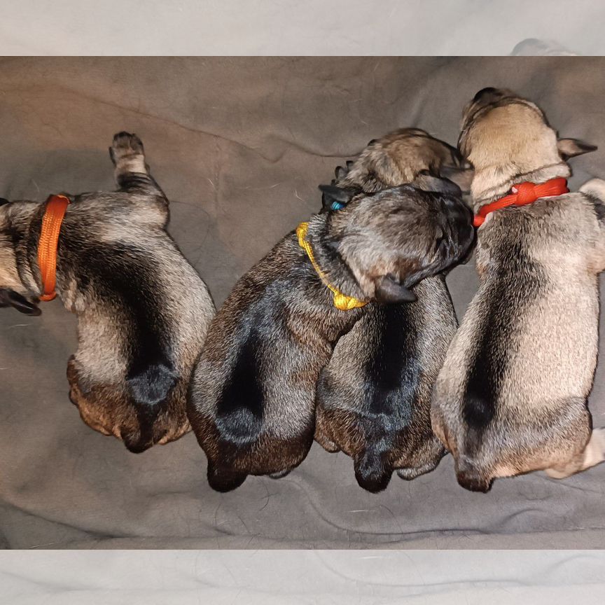 Цвергшнауцер, щенок