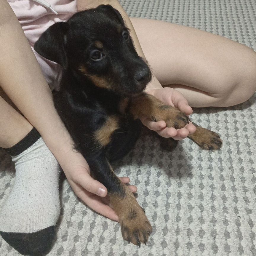 Немецкий охотничий терьер, щенок