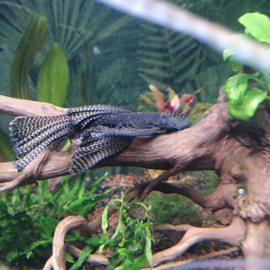 Анциструс вуалевый, скалярии