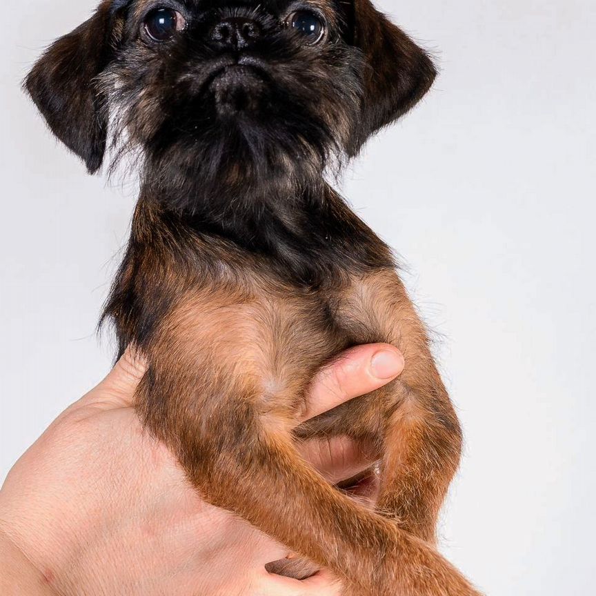 Щенок мальчик