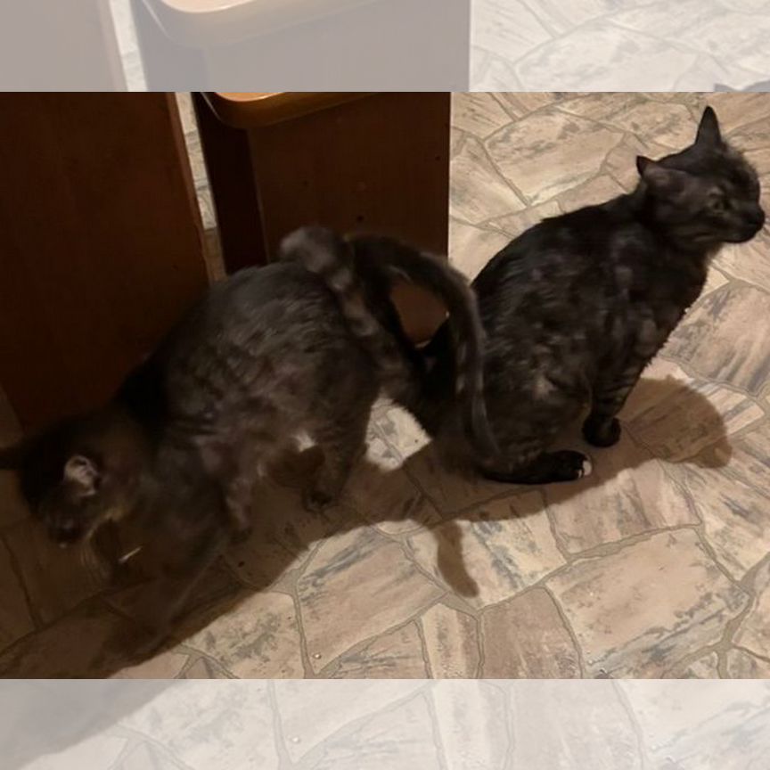 Взрослая, кошка в добрые руки