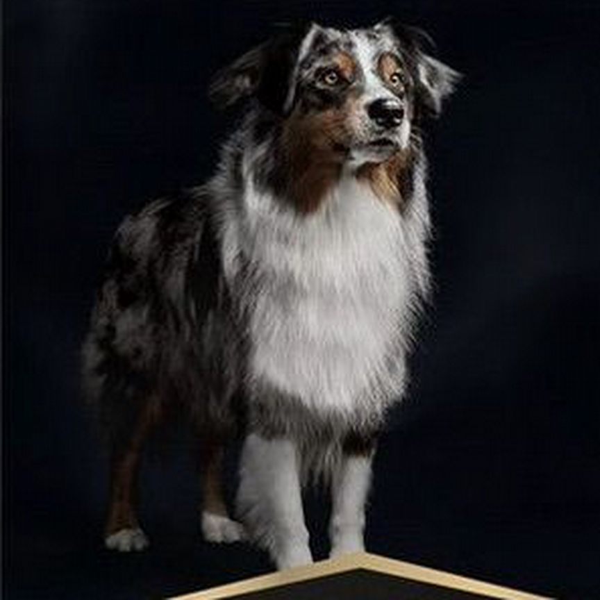 Корм для собак Pro plan лосось 14 кг