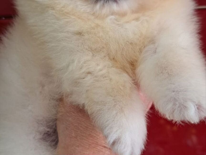 Померанский шпиц девочка