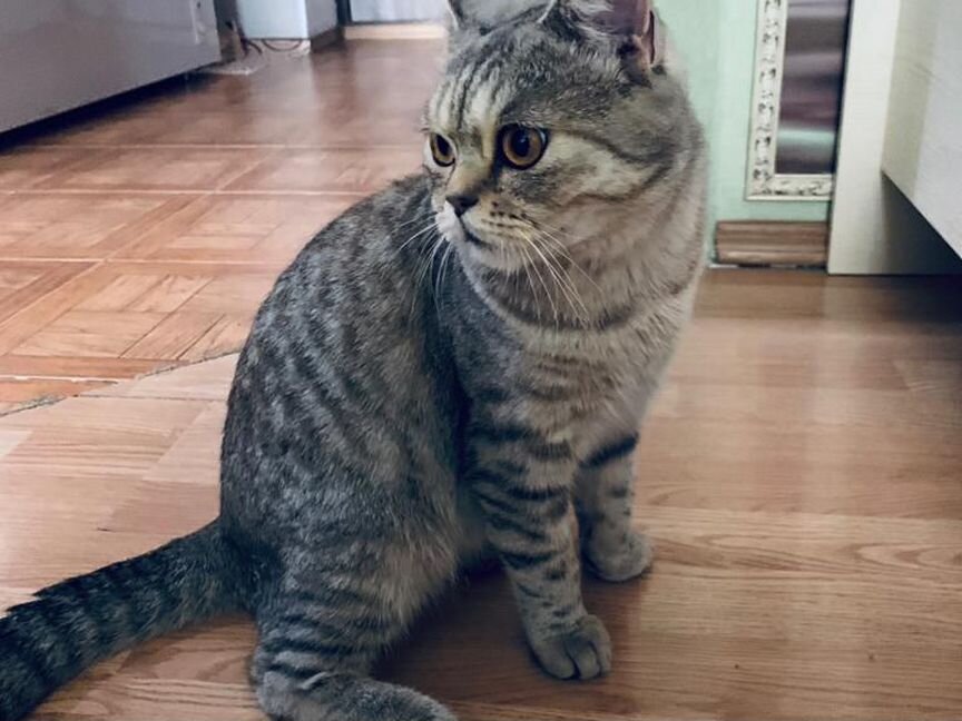 Кот подросток красавчик