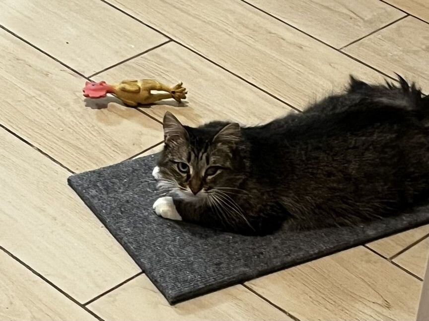 Кошечка Буся в самые добрые руки