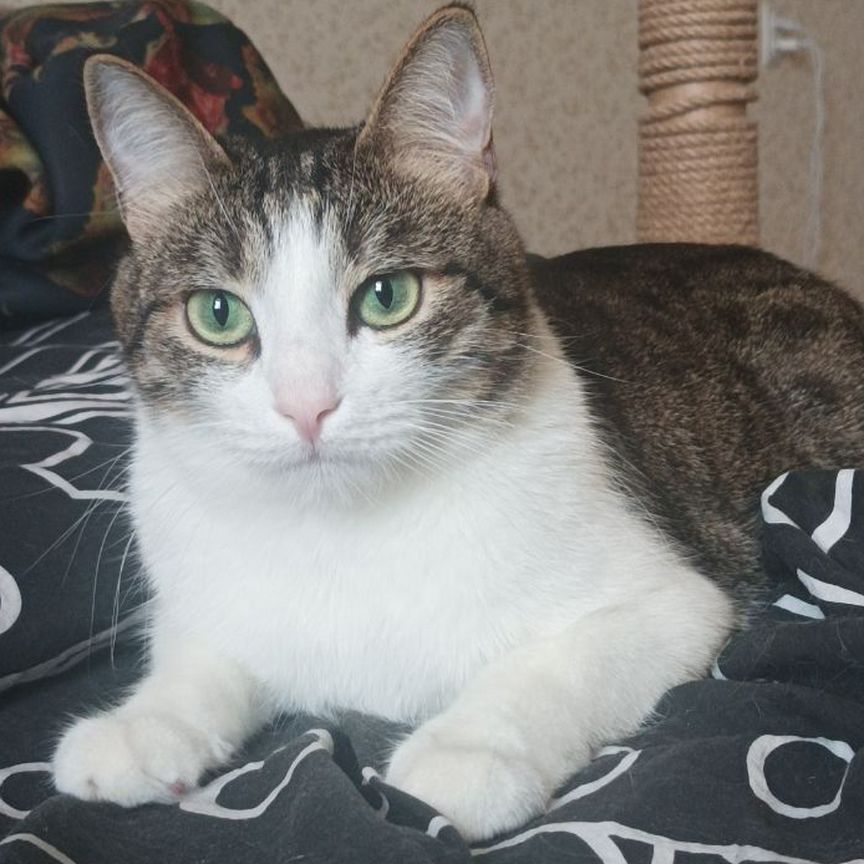 Взрослый кот в добрые руки