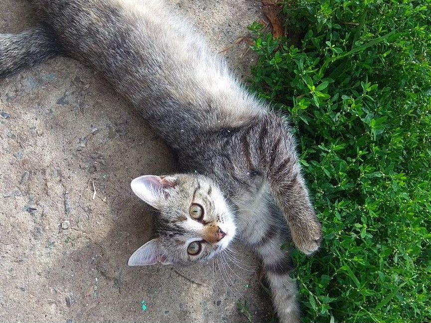 Котенок (2 месяца) в добрые руки