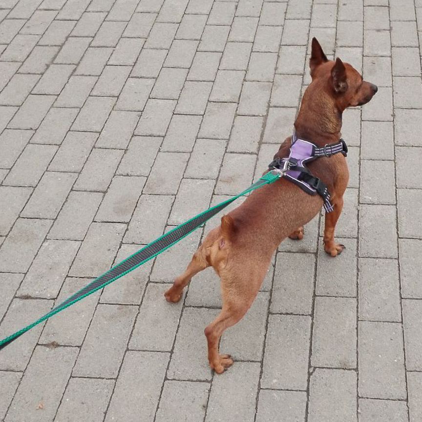 Цвергпинчер, взрослый пёс