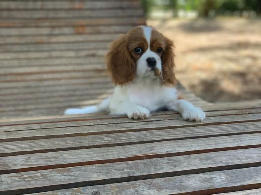 Кавалер кинг чарльз спаниель щенок девочка