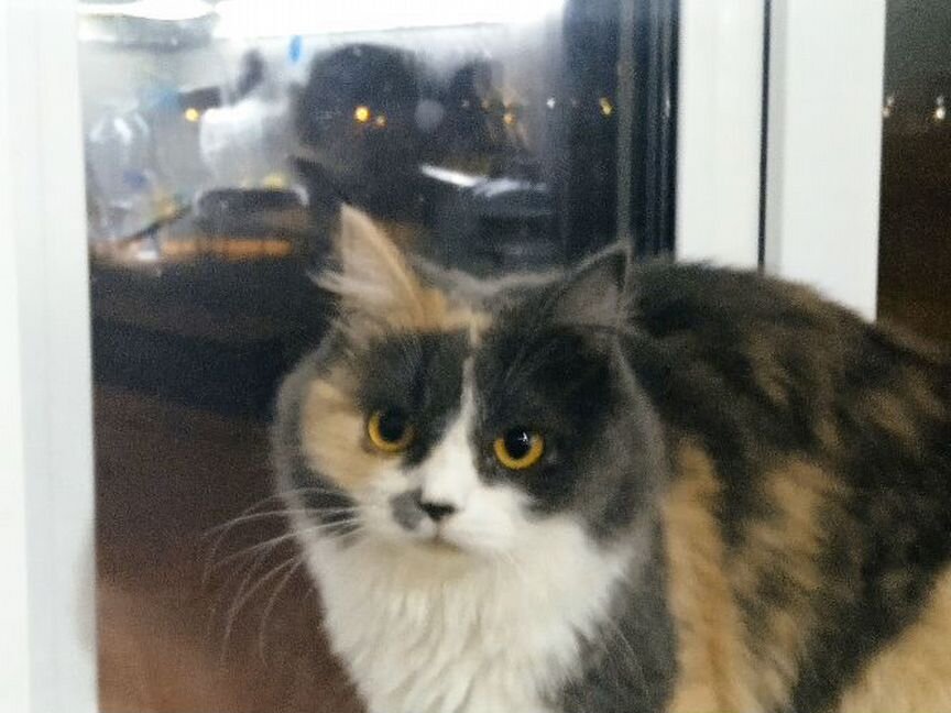 Кошечка 1год