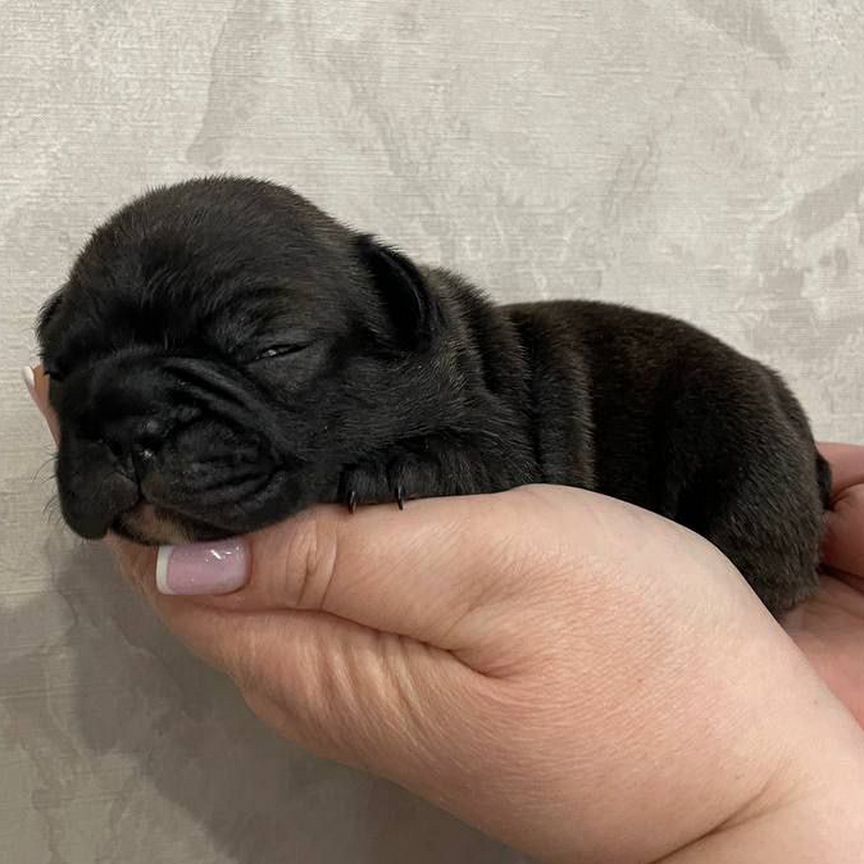 Щенок французского бульдога мальчик