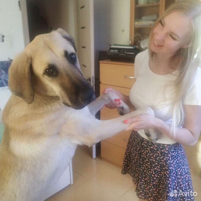 Щенок 11 месяцев мальчик Кангал