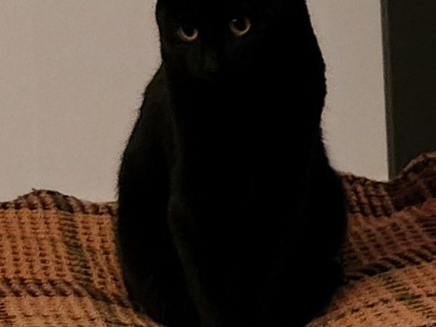 Черный котёнок