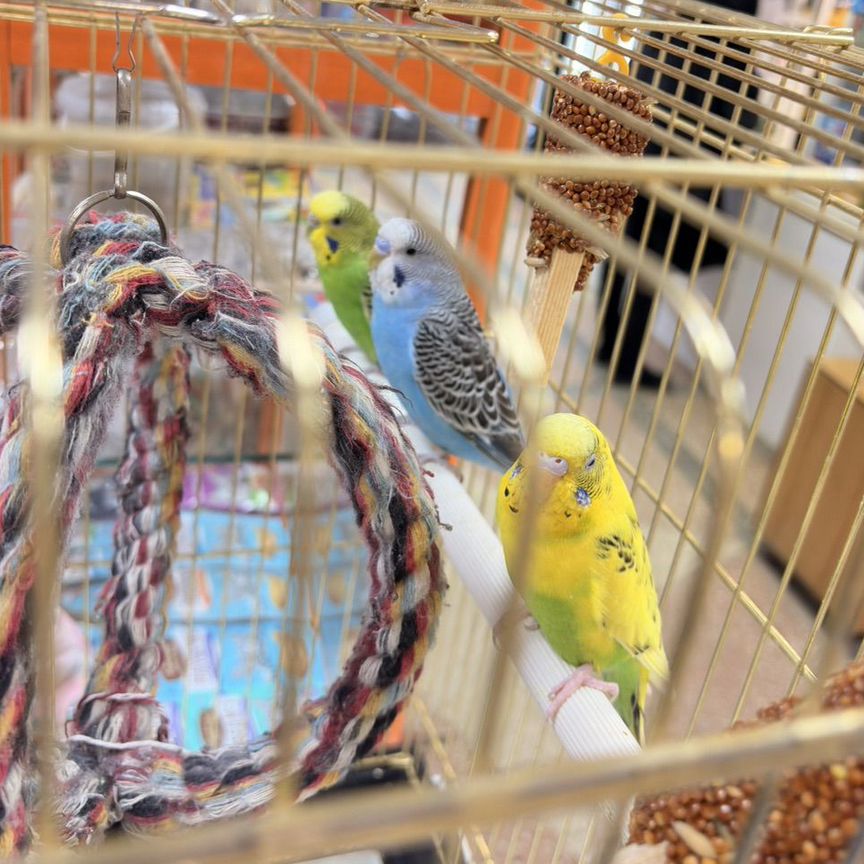 Волнистый попугай