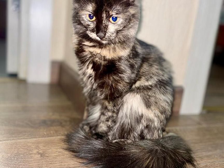 Котенок девочка черепашка